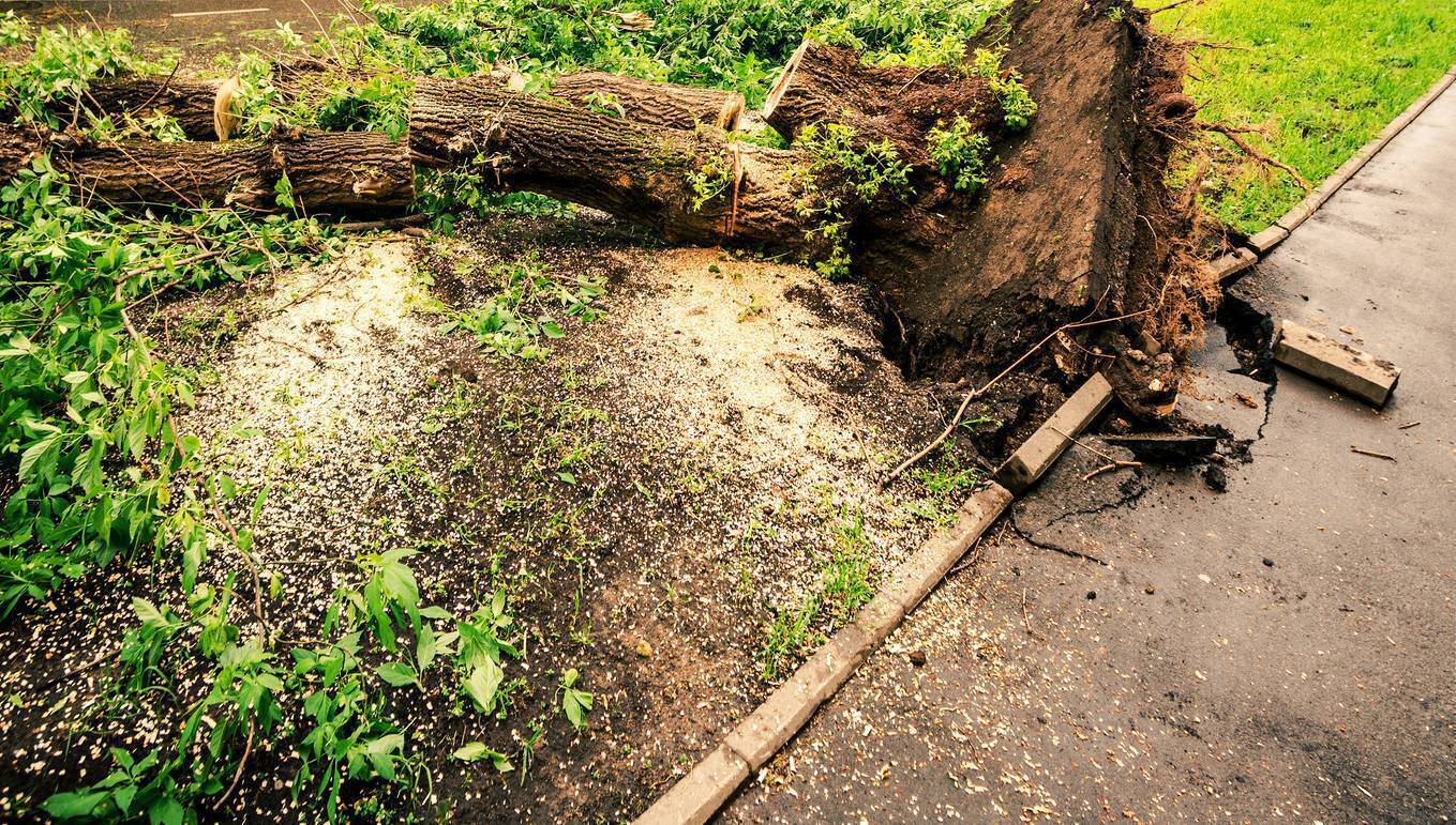 Trees causing damage to footpaths - News - Roscommon Herald