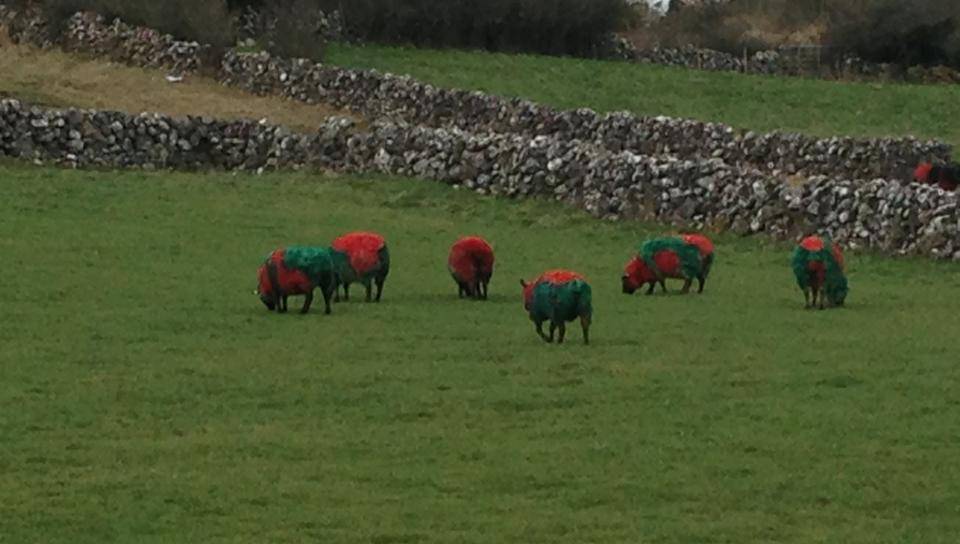 Even the sheep are togged out for St. Brigid’s All-Ireland appearance ...