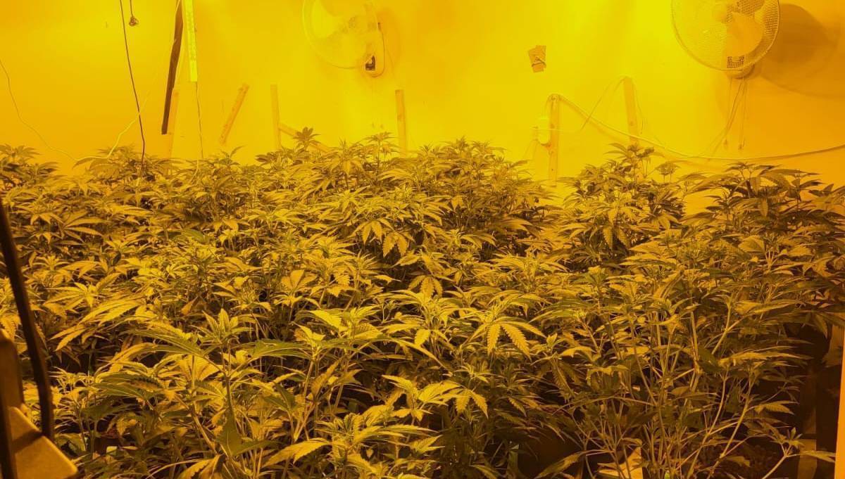 Cannabis grow house discovered in Creggs - News - Roscommon Herald