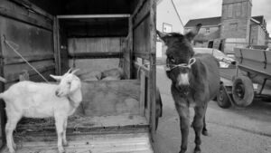 Local town set to revive May Day Fair - News - Roscommon Herald